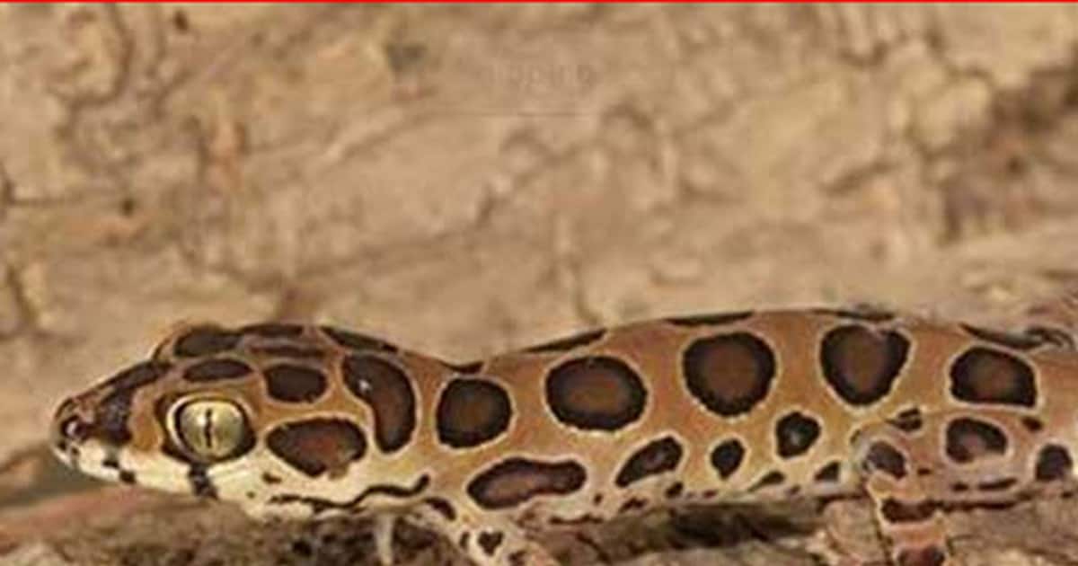 ಹೊಸ ಹಲ್ಲಿ ತಳಿಗೆ ಬೆಂಗಳೂರು ವಿಜ್ಞಾನಿಯ ಹೆಸರು