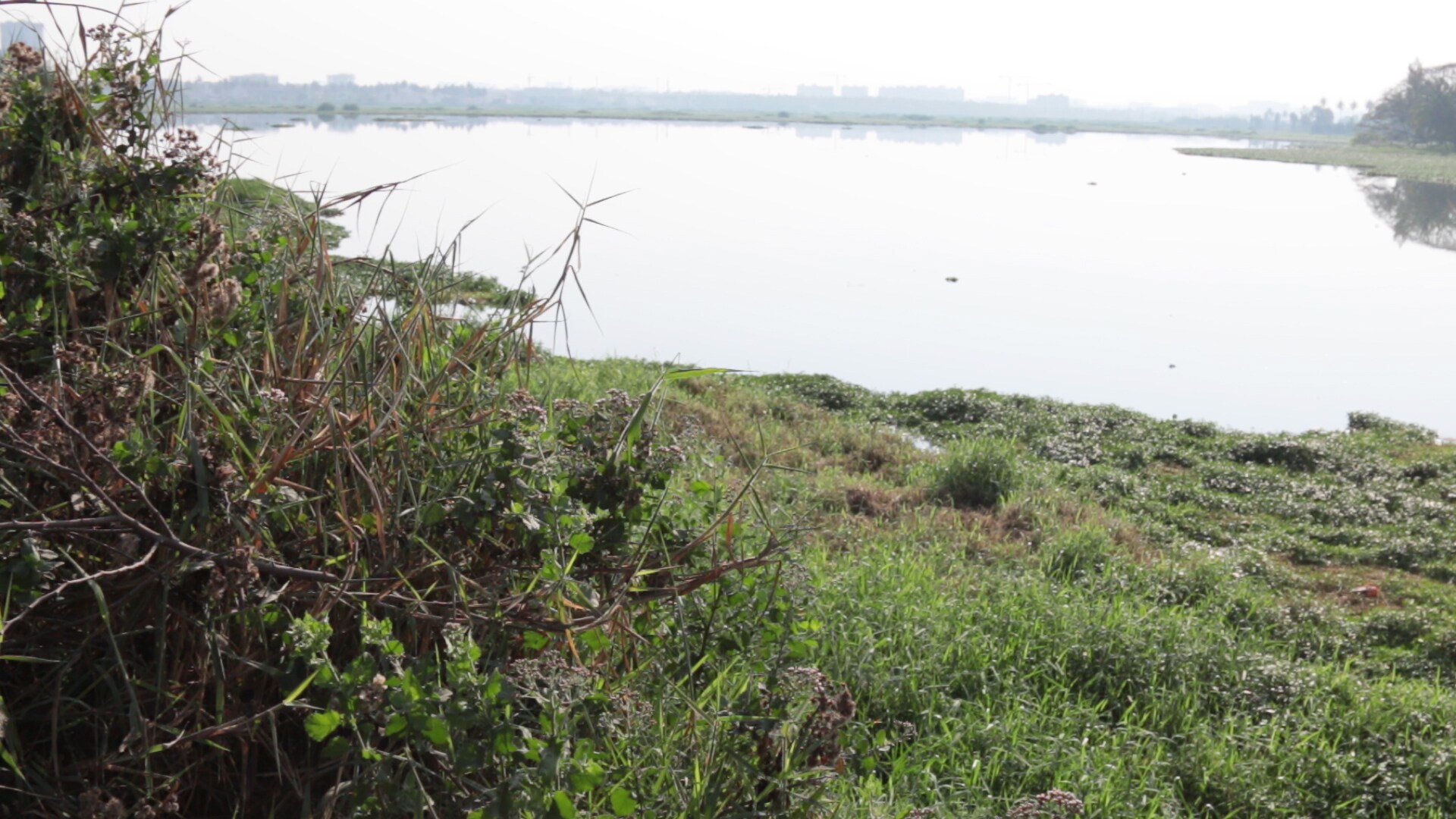 Varthur Lake: From a scenic beauty to toxic froth