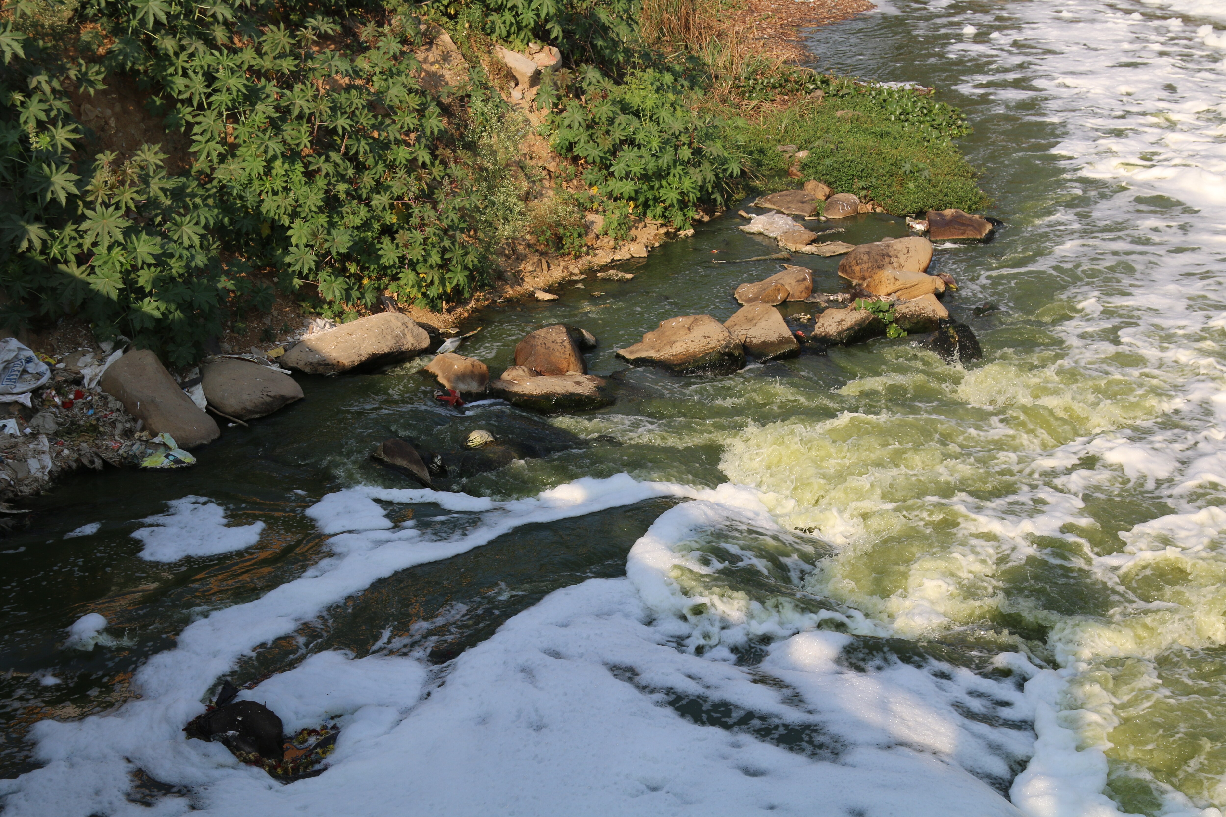 Varthur Lake: From a scenic beauty to toxic froth