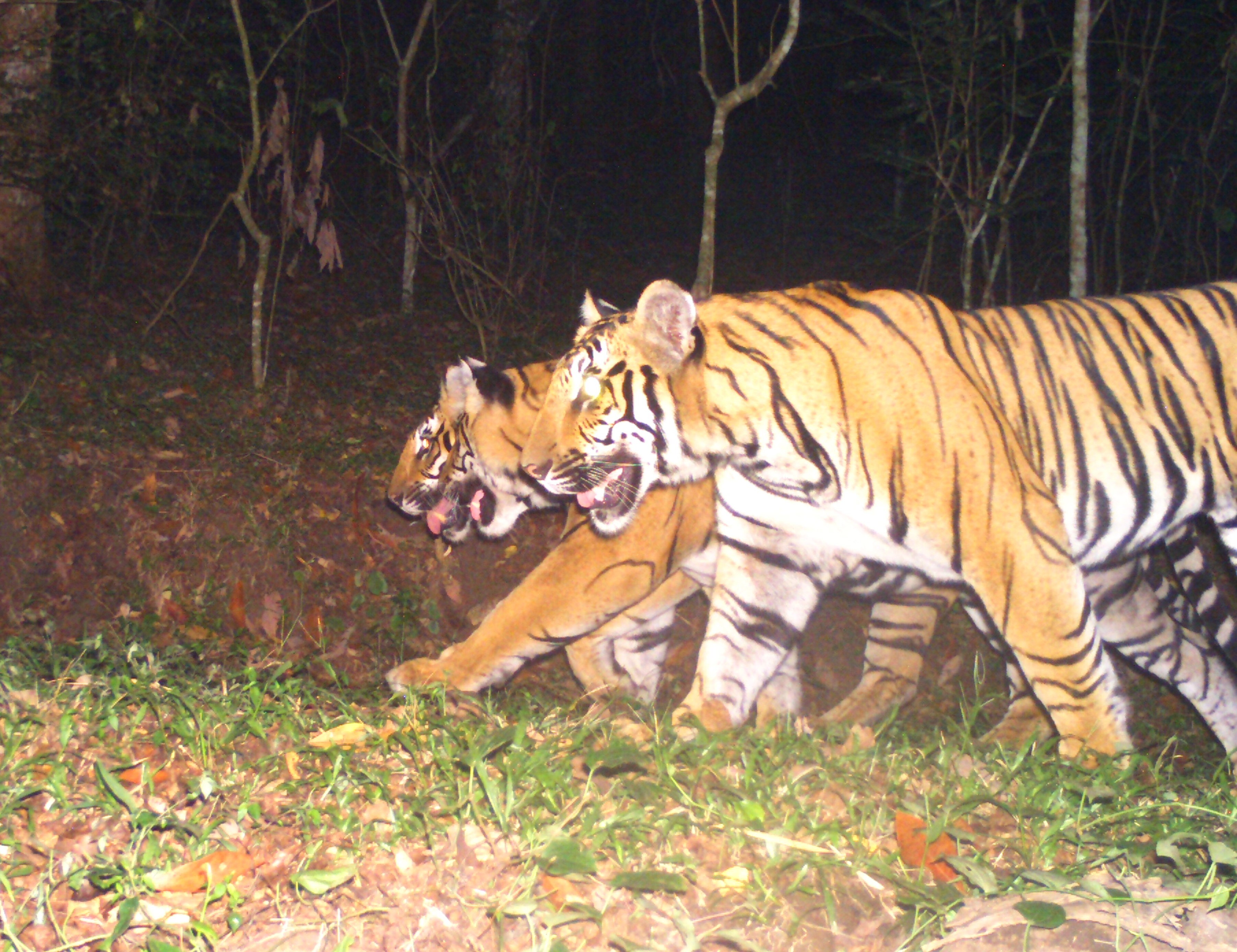 Rare moments of Indian tiger family caught on camera trap