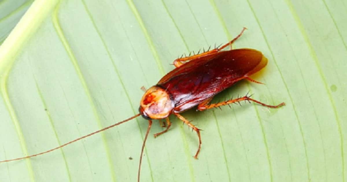 క్రై మీ ఏ కాక్రోచ్ : భగ్నప్రేమికులకు వాలెంటైన్స్ డే స్పెషల్ ఆఫర్ ...