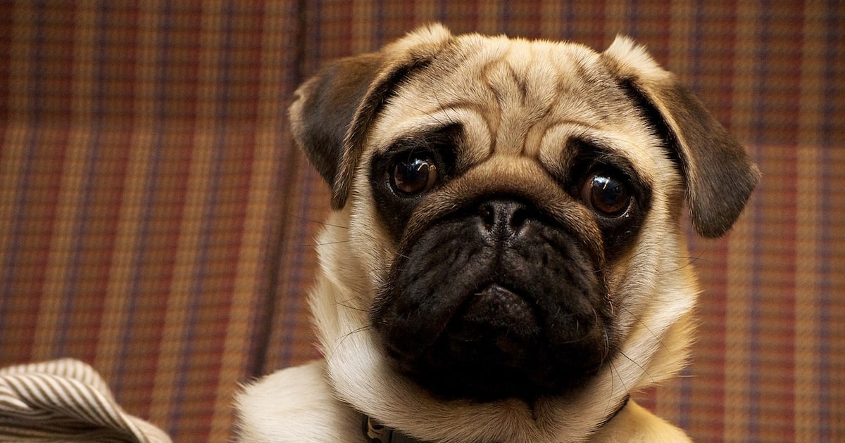 Mugshot of lost pug has internet in splits