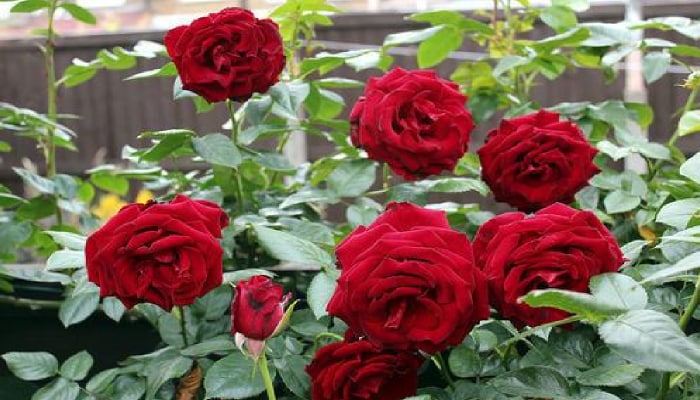 what to do if rose plant is not flowering rsl