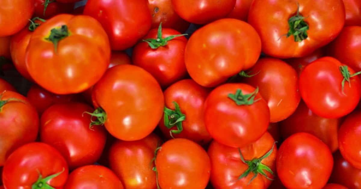 തക്കാളിയുടെ വില കുത്തനെ ഇടിഞ്ഞു; കിലോയ്ക്ക് ഒന്നര രൂപ വരെ