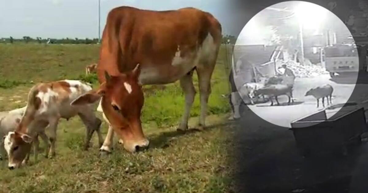 Man thrashed by mob for stealing cow in Tamil Nadu