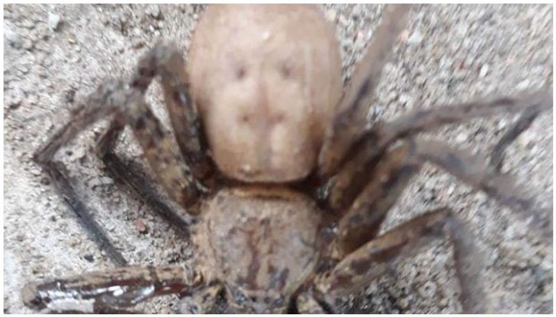 കൗതുകമുണര്‍ത്തി മനുഷ്യമുഖത്തോട് സാമ്യമുള്ള ചിലന്തി