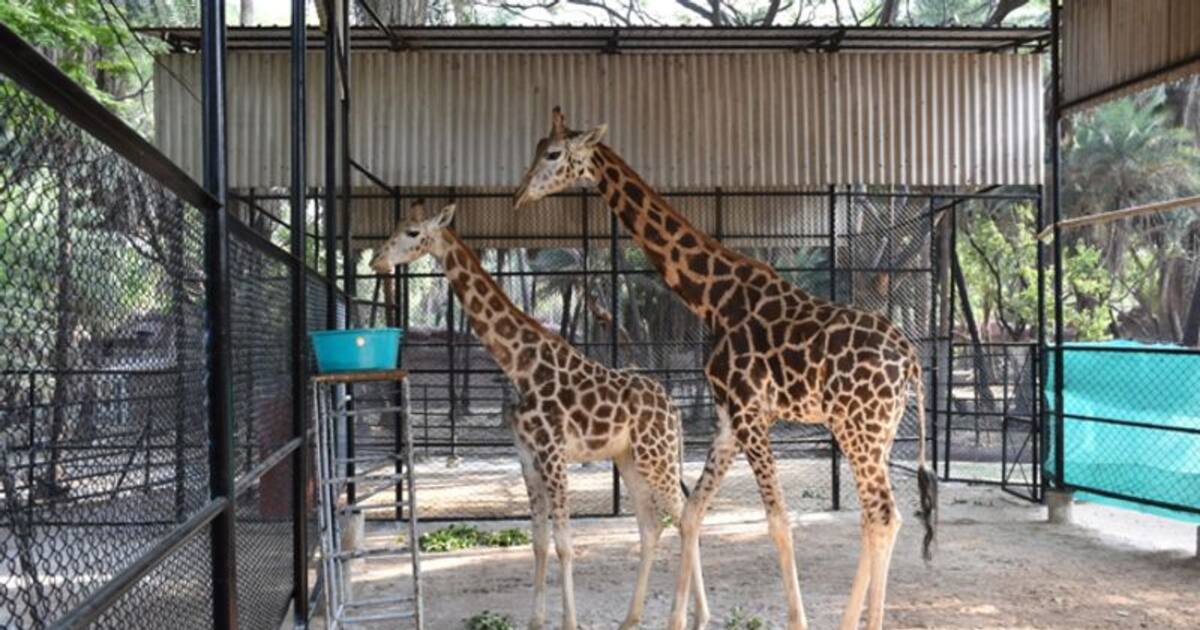 నెహ్రూ జూలాజికల్ పార్క్‌లో జిరాఫీల సందడి (వీడియో)