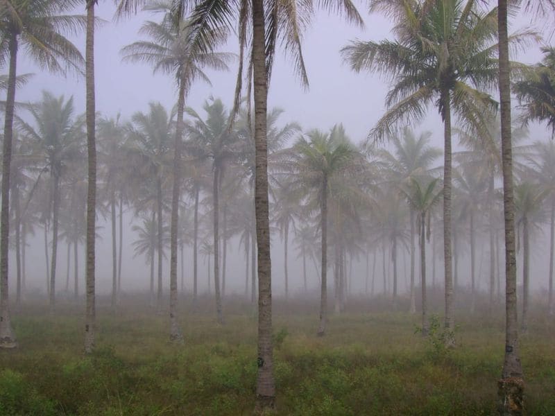 Varthur lake: These pictures from 2007 will leave you surprised