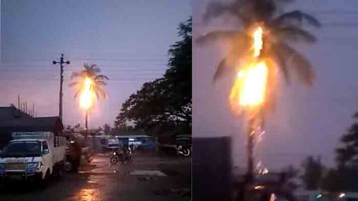 ഇടിമിന്നലേറ്റ് തെങ്ങ് കത്തിക്കരിഞ്ഞു: വീഡിയോ