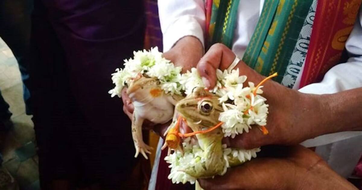 Karnataka: Residents get two frogs married in Udupi to appease rain God