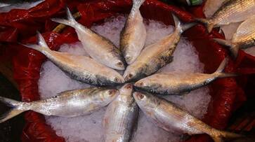 Know Ilish fish price per kg in Kolkata, Delhi, Bengaluru, Mumbai and more
