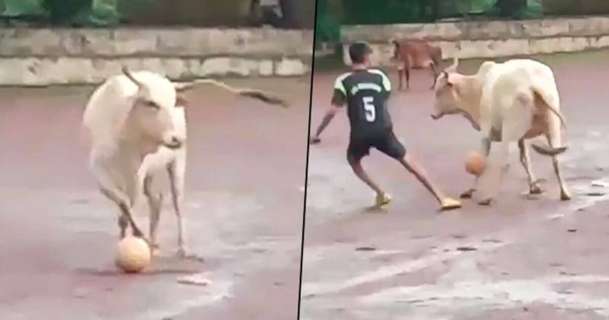 Viral video: Cow ‘plays football’ with boys in Goa; netizens praise ...