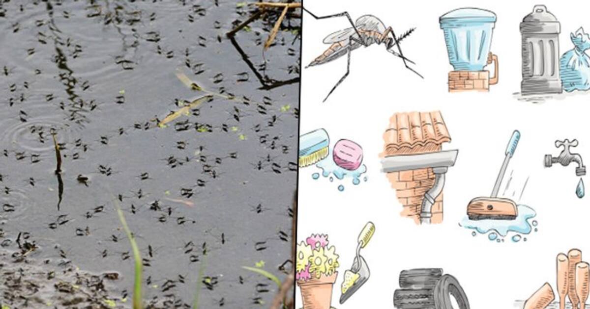 Mosquito menace: Wet garbage, water puddles become home to mosquitoes