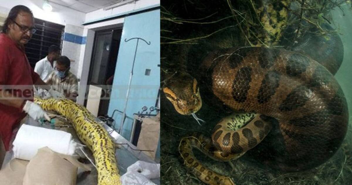 രതിക്കിടയിലെ അനക്കോണ്ടയുടെ ഞെരുങ്ങിമരണം, തിരുവനന്തപുരം മൃഗശാലയിലേത് ...