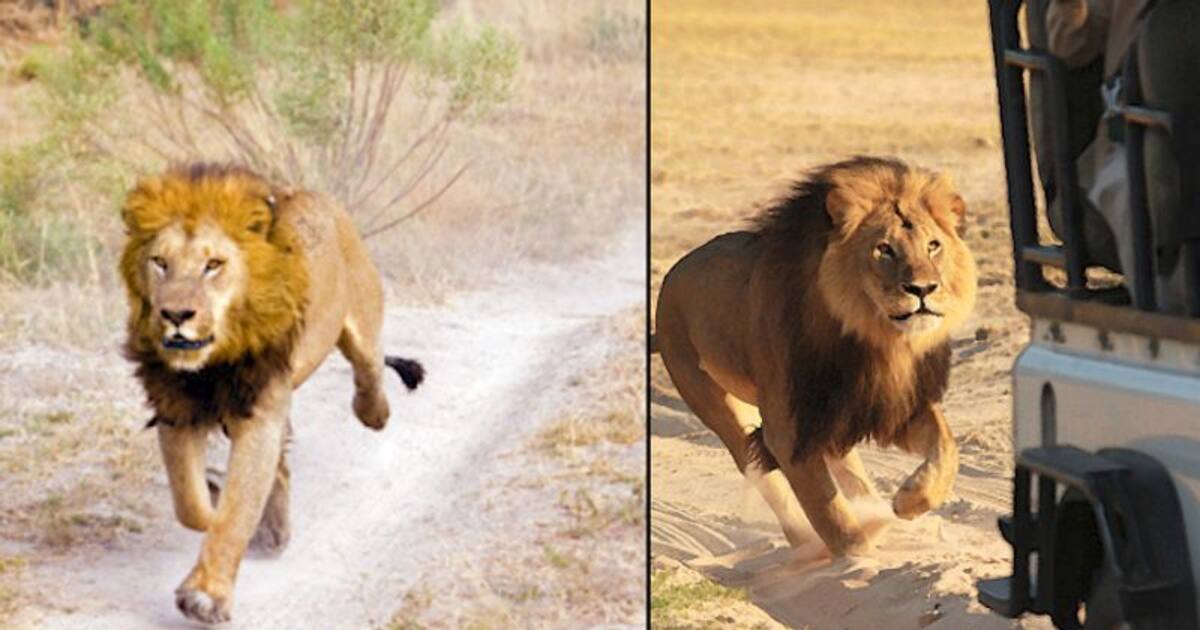 Lion chases safari jeep; watch what happened next