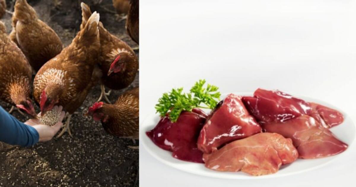 Liver: கோழி ஈரல் சாப்பிடுவதால் கிடைக்கும் ஊட்டச்சத்து நன்மைகள்...இது ...