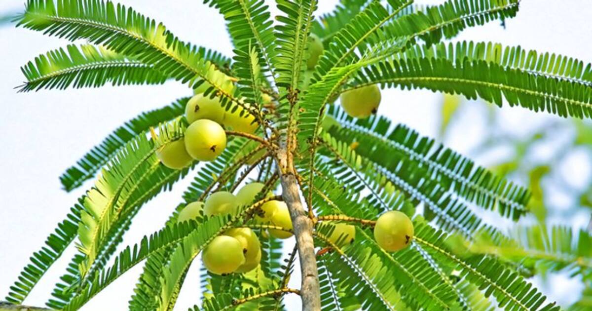 in which direction should the amla tree be planted according to vastu rsl