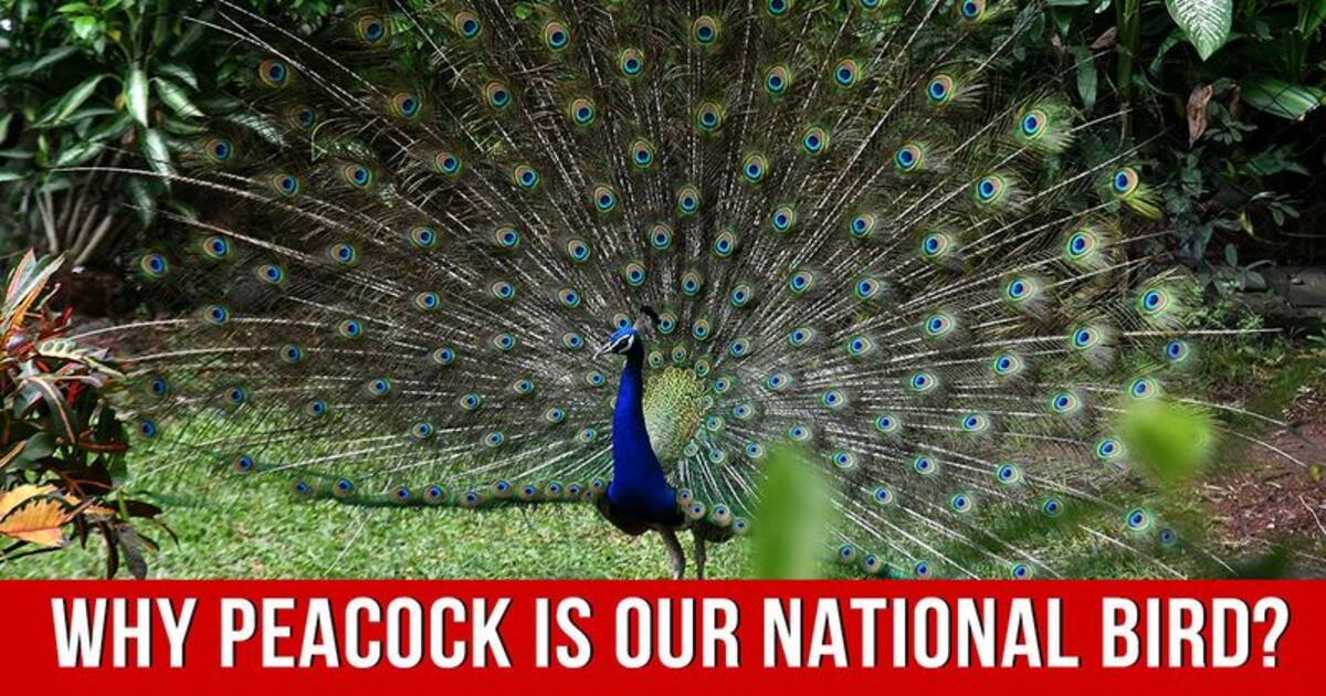 Here's Why Peacock Is The National Bird Of India