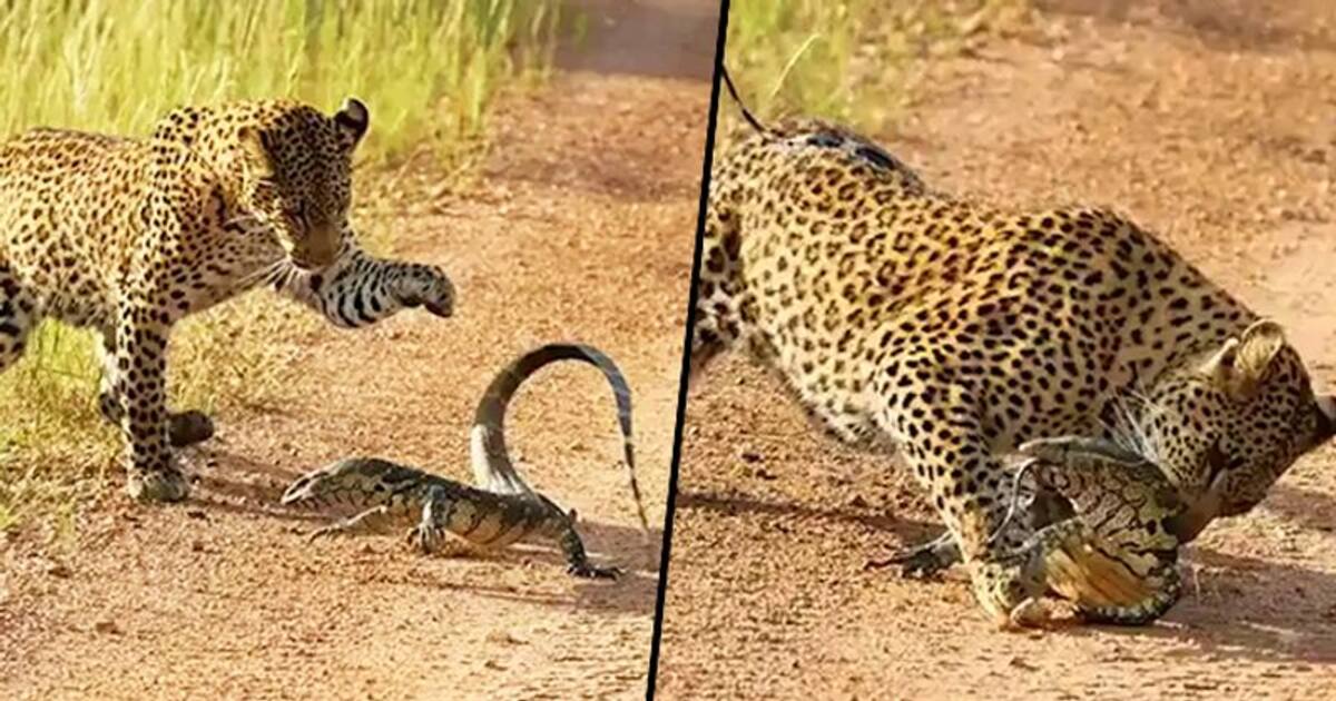Leopard cub's deadly fight with monitor lizard: Must-watch on social media