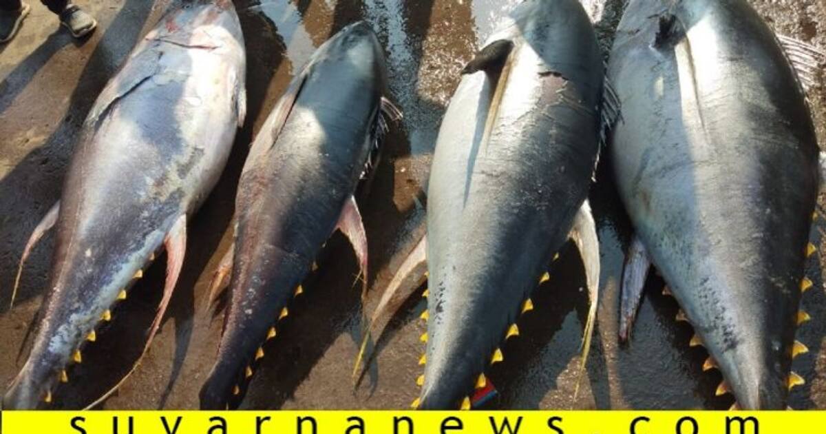 ಬಲೆಗೆ ಬಿತ್ತು ಅಪರೂಪದ ಮೀನು, ಇದರ ಚಂದ ನೋಡಿ | Yellowfin tuna fish caught in ...