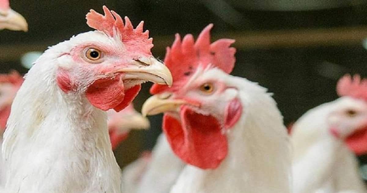 വയനാട്ടില്‍ കോഴി ഇറച്ചിവില 165 ആക്കി ജില്ലാ ഭരണകൂടം; വ്യാപാരികള് ...