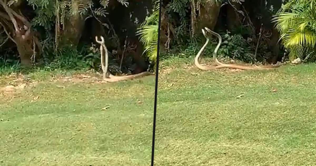 Are these snakes dancing? Video goes viral