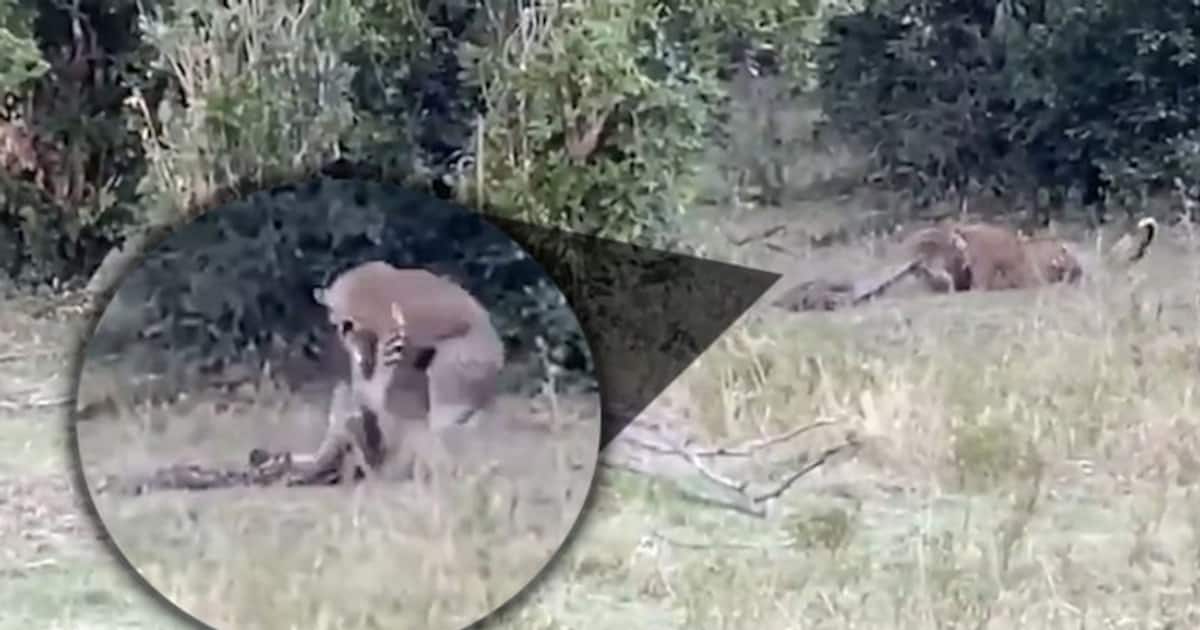 Leopard and python indulge in deadly fight; as video goes viral, find ...