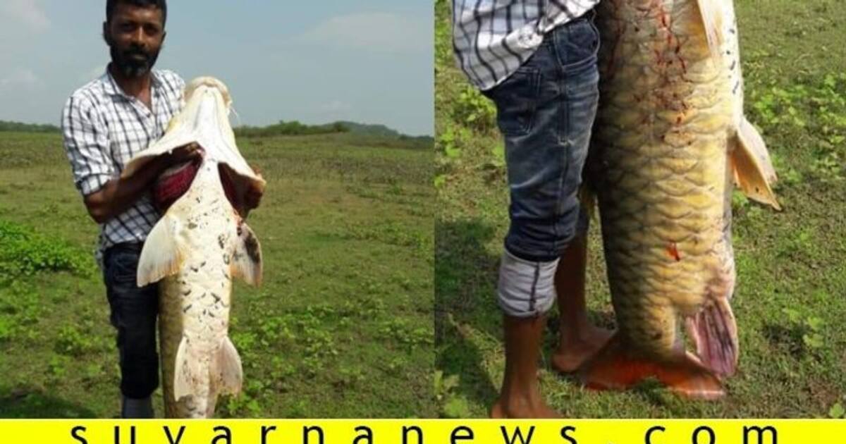 ಹಾರಂಗಿ ಜಲಾಶಯ ಹಿನ್ನೀರಲ್ಲಿ ಗಾಳಕ್ಕೆ ಬಿತ್ತು ಬೃಹತ್ ಕಟ್ಲಾ ಮೀನು | Photo ...