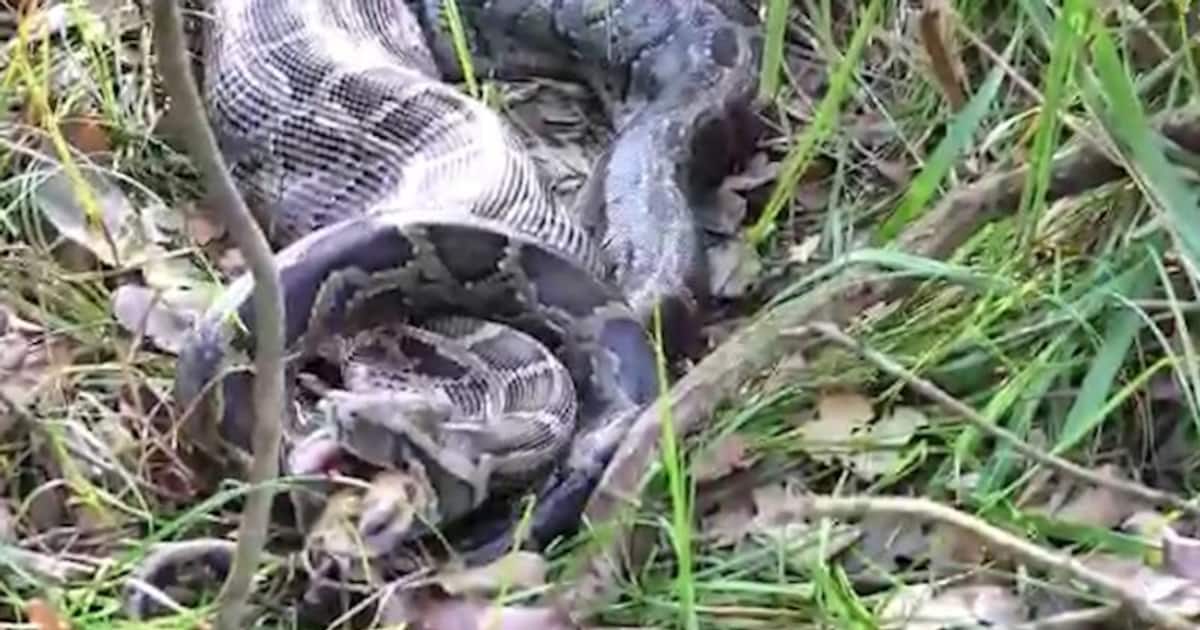 Video of python swallowing deer goes viral on social media