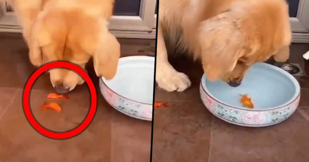 Dog saves two goldfish by putting it back in water; video goes viral