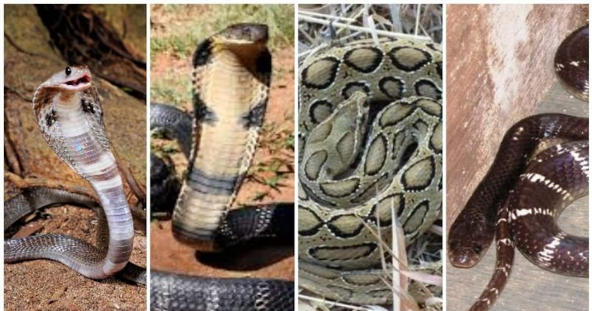 കേരളത്തിലെ പാമ്പുകൾ, വിഷമുള്ളതും ഇല്ലാത്തതും | snakes of kerala ...