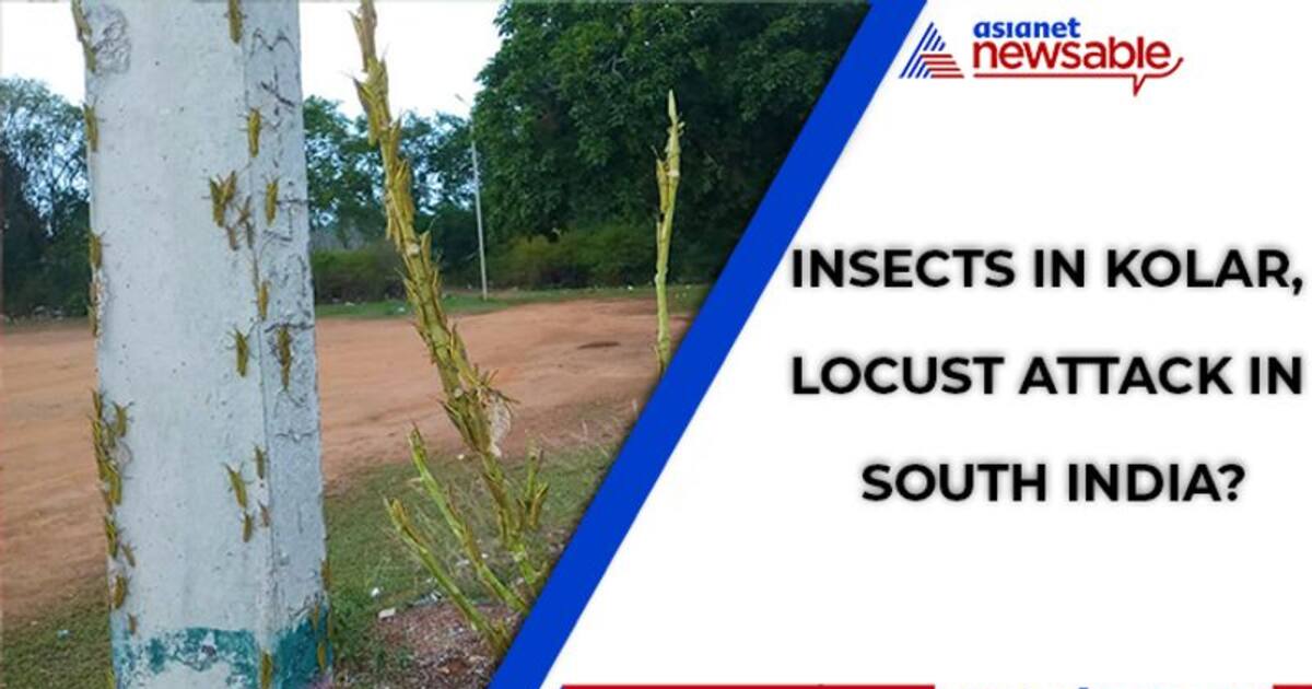 Hundreds of insects in Kolar farms: Karnataka farmers worried of locust ...