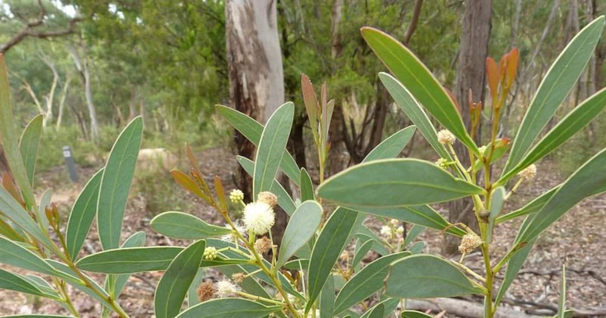 ಅಕೇಶಿಯಾ ನೆಡುತೋಪಿನ ಕತೆ ಏನು? | A Special story on Akeshiya tree future in ...