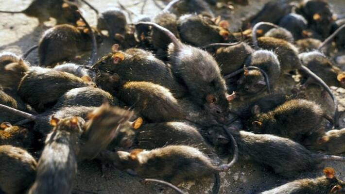 ಆಸ್ಪ್ರೇ ಲಿ ಯಾ ಮೇಲೆ ಇಲಿ ಸೇನೆ ದಾಳಿ! | A greedy and destructive rat plague ...