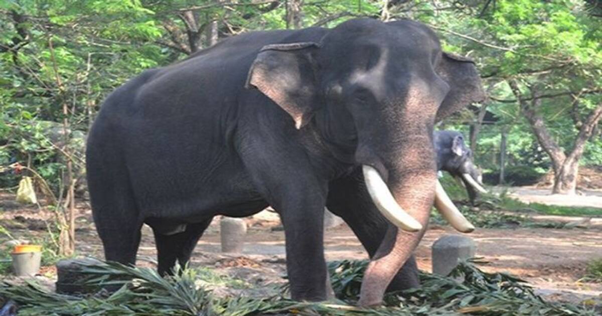 Uttar Pradesh: 120 elephants added to population in three years