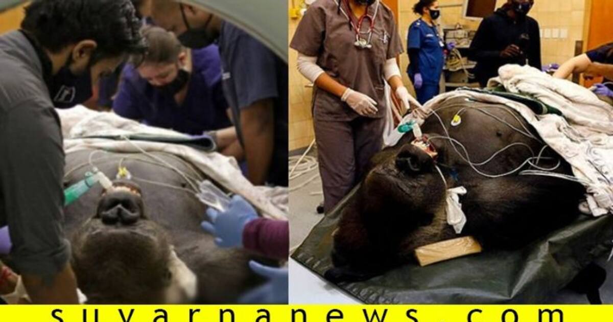 210 ಕೆಜಿ ಗೋರಿಲ್ಲಾಗೆ ಸಿಟಿ ಸ್ಕ್ಯಾನ್, ಸ್ಕ್ರೀನ್ ನೋಡಿ ದಂಗಾದ್ರು ಜನ! | Gorilla ...