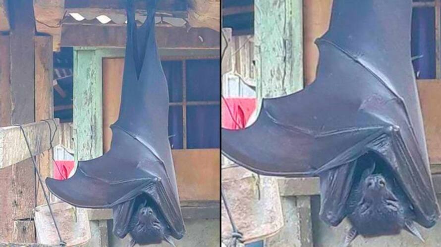 Picture of 'human-sized' bat from Philippines goes viral
