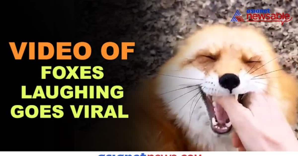 Have you ever seen foxes laughing? Watch this viral video