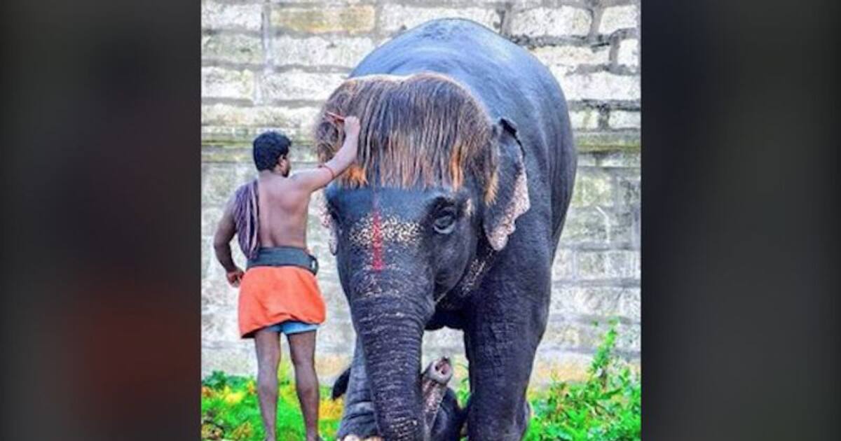 Meet Bob-Cut Sengamalam, the elephant with a fringe