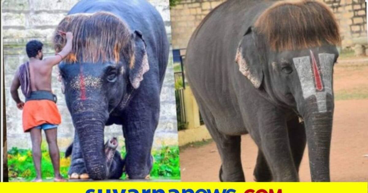 ಇವಳೇ ನೋಡಿ ಬಾಬ್‌ ಕಟ್ ಸೆಂಗಮಾಲಂ: ವಿಭಿನ್ನ ಹೇರ್‌ಸ್ಟೈಲ್‌ಗೇ ಫೇಮಸ್! | Meet Bob ...