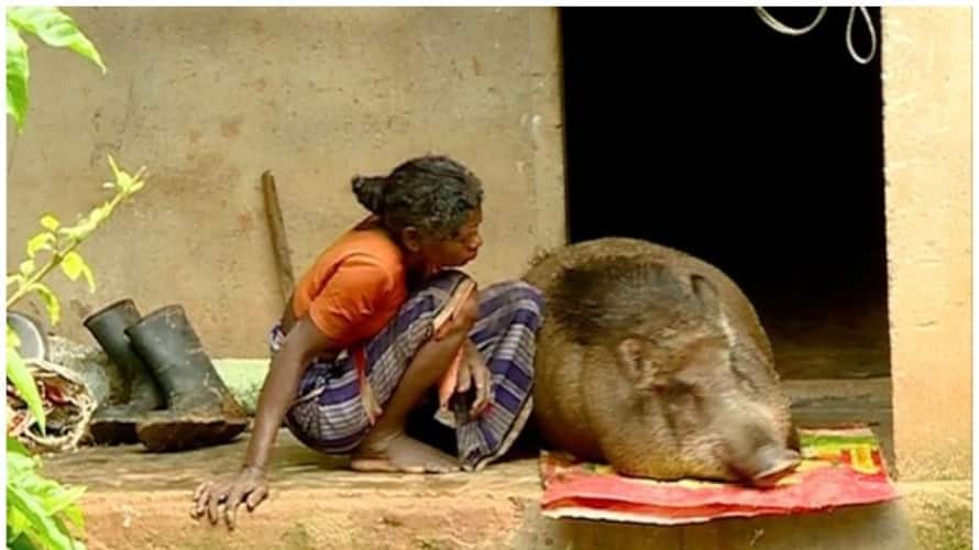 ചുണ്ടക്ക് കൂട്ട് മുത്തു; കാട്ടുപന്നിയെ ഇണക്കി ആദിവാസി വീട്ടമ്മ | Wild ...