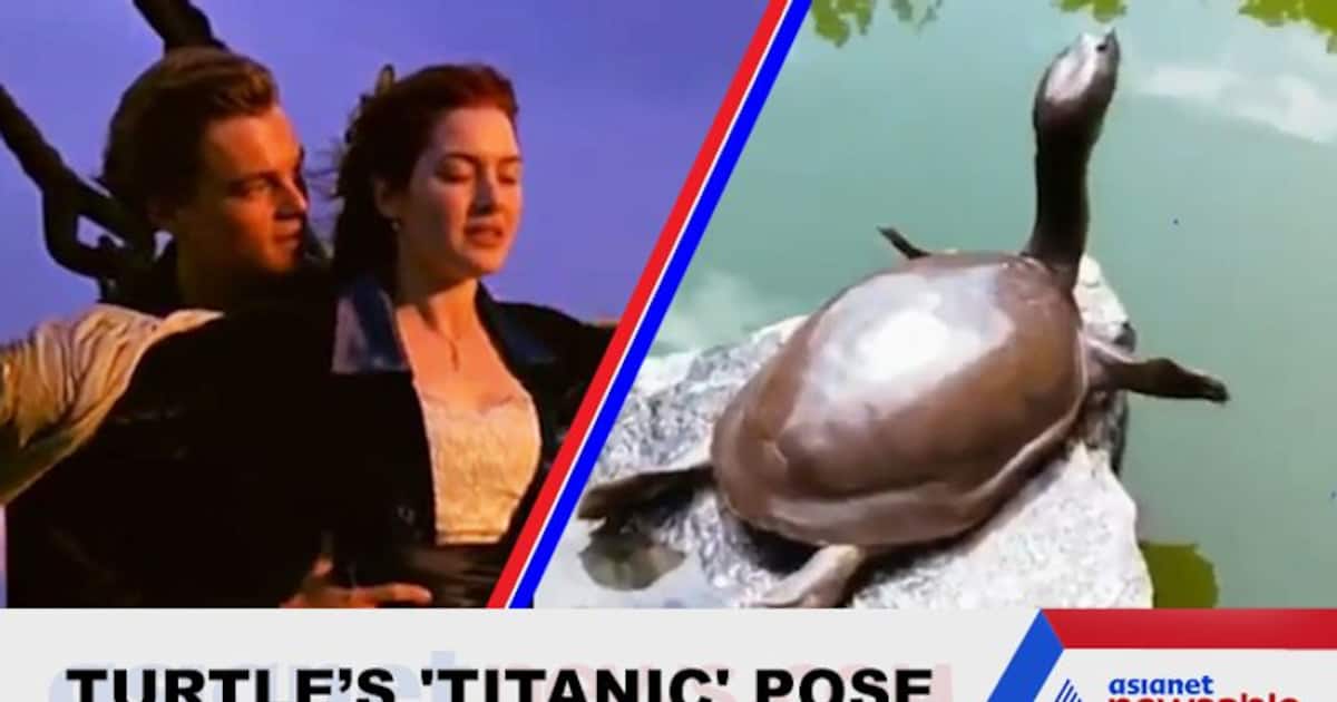 Watch: This turtle imitates iconic ‘Titanic’ pose