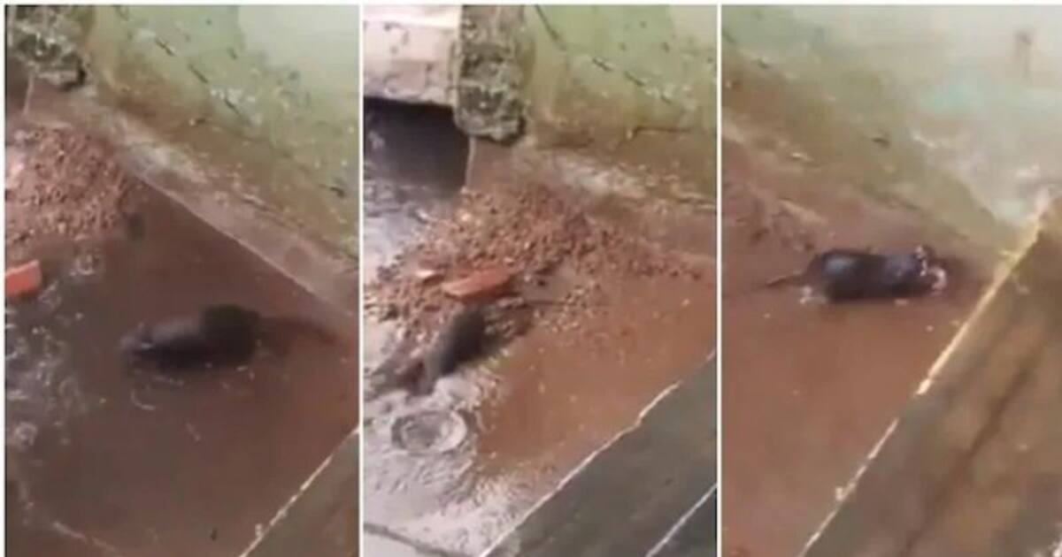 മഴയിൽ മാളത്തിൽ വെള്ളം നിറഞ്ഞു; കുഞ്ഞുങ്ങളെ സുരക്ഷിതമായി വരാന്തയിലാക്കി ...