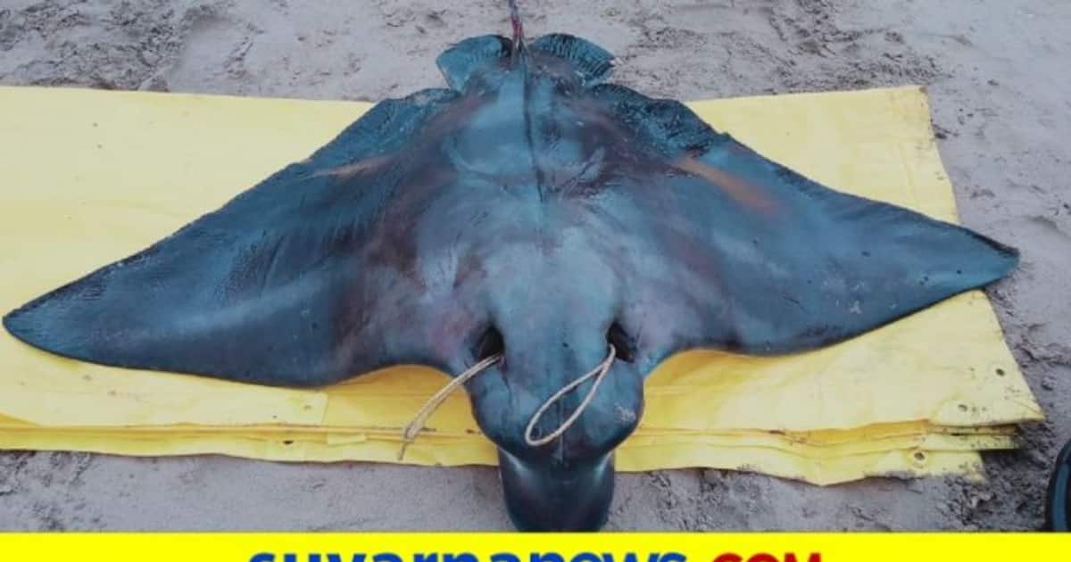 ಬಲೆಗೆ ಬಿತ್ತು ಬೃಹತ್ ಹಕ್ಕಿ ತೊರ್ಕೆ ಮೀನು..! ಇಲ್ಲಿವೆ ಫೋಟೋಸ್ | Big hakki ...