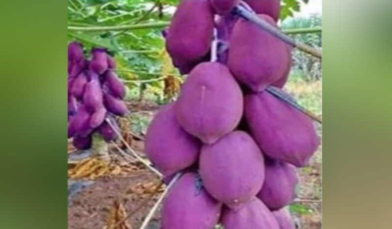 ಹಸಿರು ಪಪ್ಪಾಯ, ದ್ರಾಕ್ಷಿ ಹಣ್ಣಿನ ಲವ್ ಮ್ಯಾರೇಜ್: ಹುಟ್ಟಿದ ಹಣ್ಣು ಹೀಗಿದೆ ನೋಡಿ ...