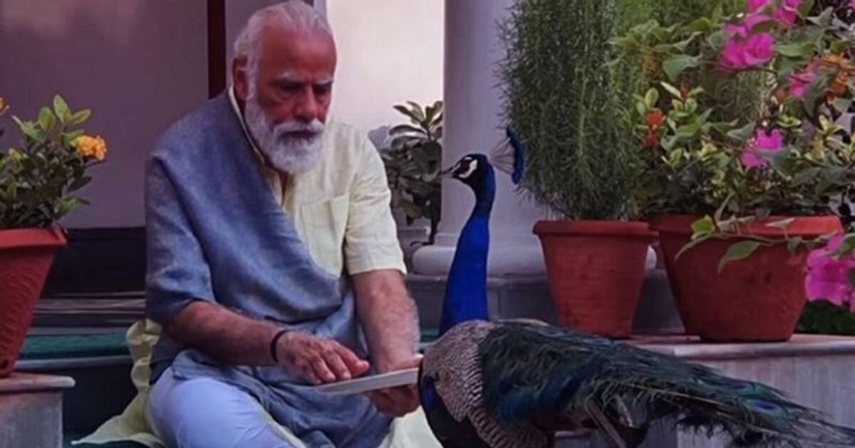 Watch precious moments of PM Modi feeding peacocks at his residence