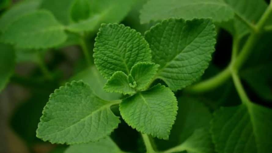 ஓம இலைகளின் சாற்றில் இவ்வளவு விஷயங்கள் இருக்குதா? வீட்டுல கண்டிப்பா ...