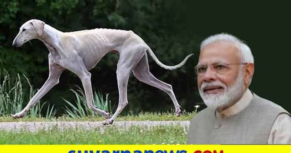 ಮನ್‌ ಕೀ ಬಾತ್‌ನಲ್ಲಿ ಮೋದಿ ಮುಧೋಳ ಪ್ರಸ್ತಾಪ: ಏನೀ ಶ್ವಾನ ಸ್ಪೆಷಾಲಿಟಿ? | PM Modi ...