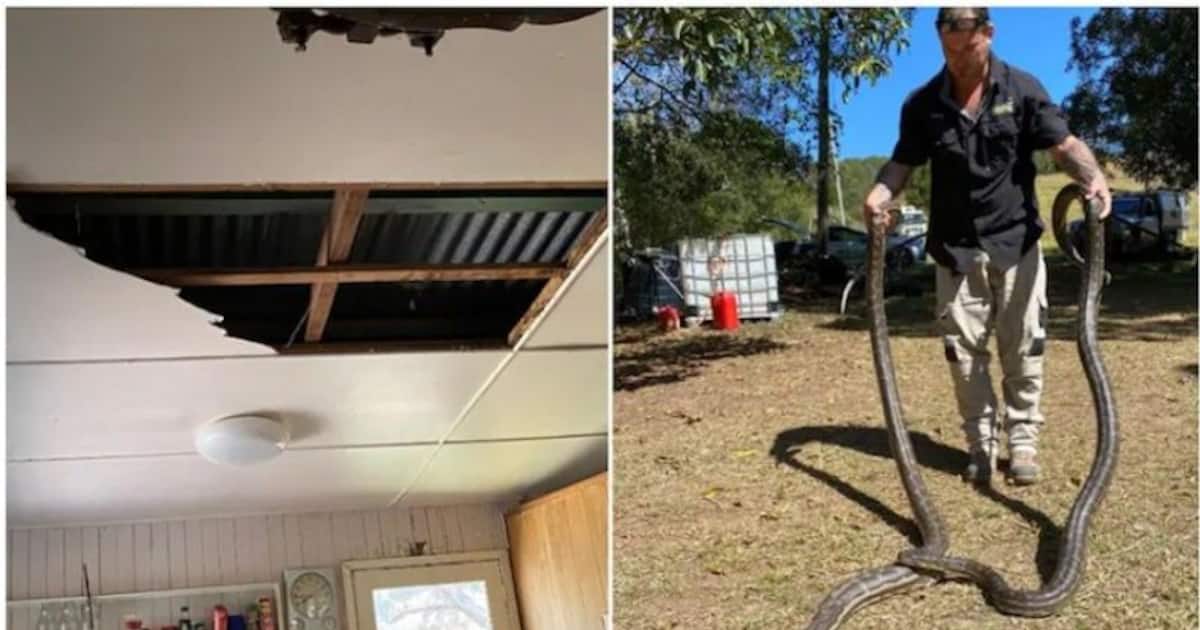 ఆడ పాము కోసం రెండు కొండ చిలువల కొట్లాట.. ఇంట్లో సీలింగ్ వేలాడుతూ ...