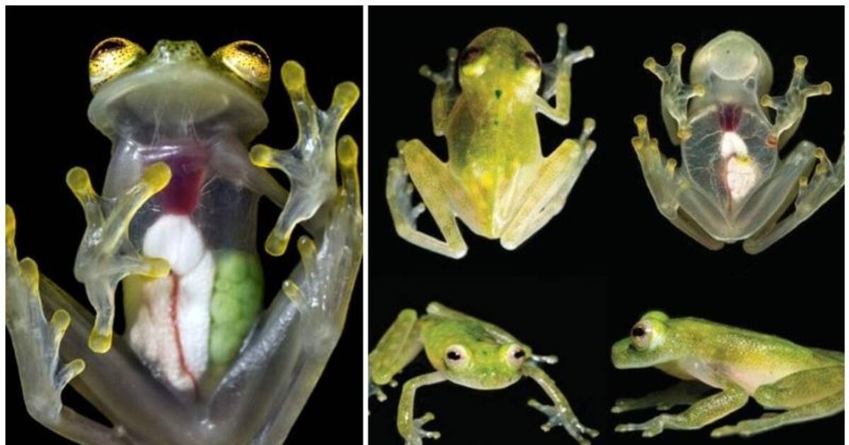 കരൾ, ഹൃദയം, കുടൽ - എല്ലാം ഒറ്റനോട്ടത്തിൽ തന്നെ കാണാം; ചില്ലുതവളയുടെ ...